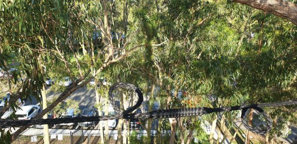 Tree Cable Bracing & Support – Ensure Stability & Safety